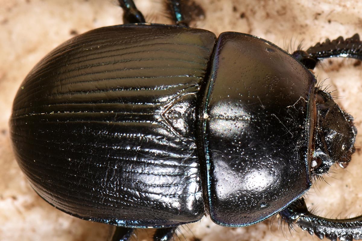 Geotrupidae: Anoplotrupes stercorosus? No, Geotrupes spiniger (cfr ...