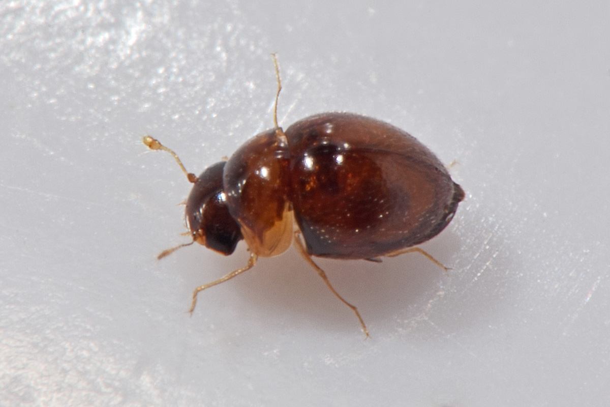 Clambidae: cfr. Clambus sp. , Natura Mediterraneo | Forum Naturalistico