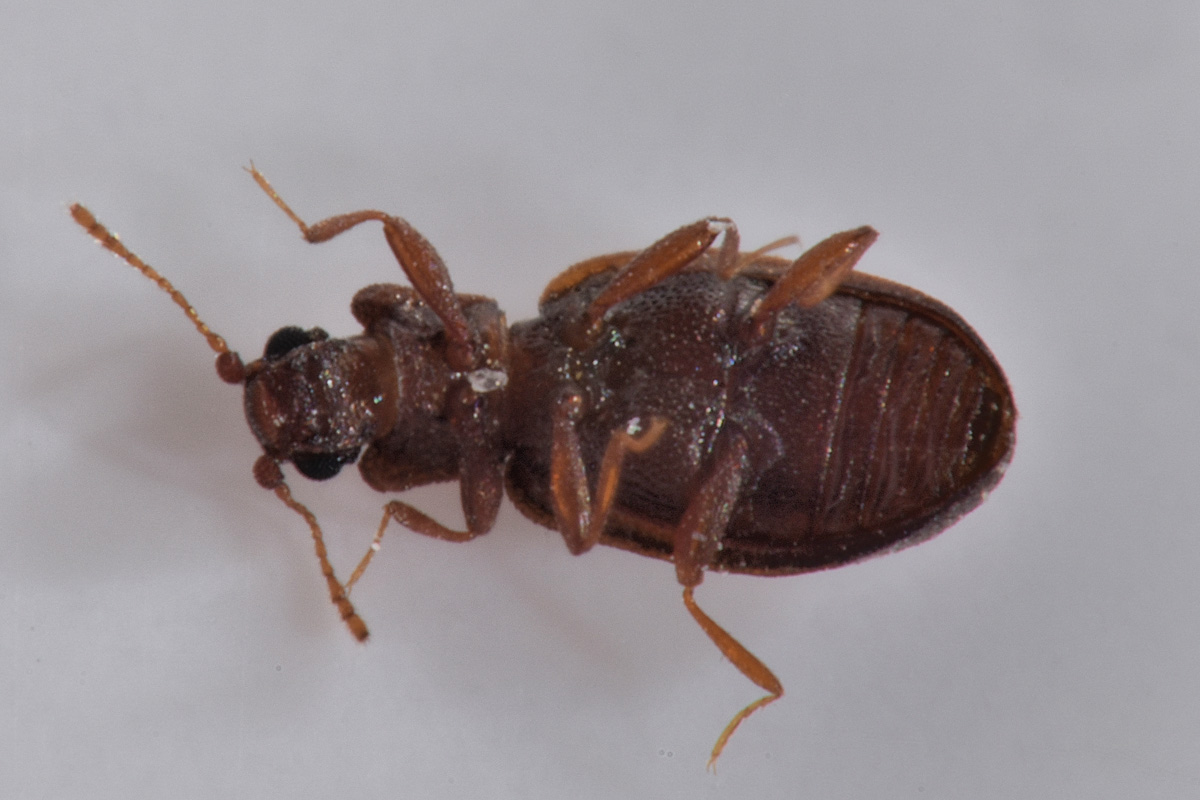 Latridiidae: Stephostethus sp? Sì, S. angusticollis e Latridius minutus ...