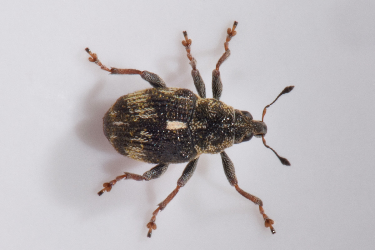 Curculionidae: Rhinoncus sp.? Sì, Rhinoncus perpendicularis , Natura ...