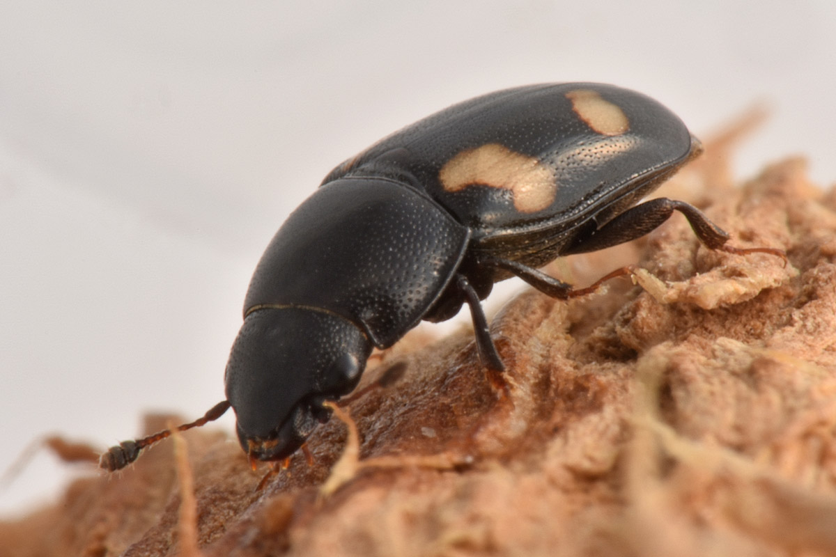 Nitidulidae: Glischrochilus quadrisignatus? Sì ! , Natura Mediterraneo ...