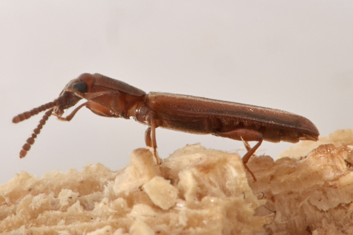 Cucujidae: Pediacus dermestoides , Natura Mediterraneo | Forum ...