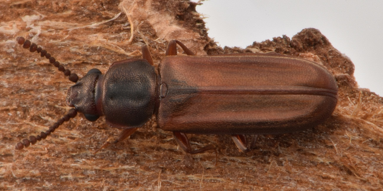 Cucujidae: Pediacus dermestoides , Natura Mediterraneo | Forum ...