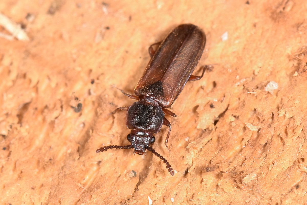 Cucujidae: Pediacus dermestoides , Natura Mediterraneo | Forum ...