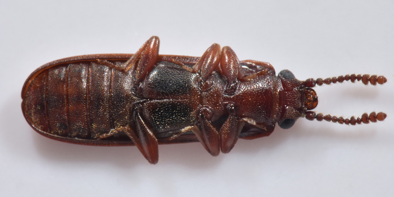 Cucujidae: Pediacus dermestoides , Natura Mediterraneo | Forum ...