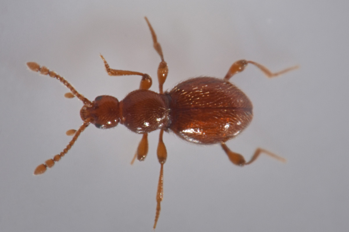 Scydmaenidae: Scydmaenus sp. , Natura Mediterraneo | Forum Naturalistico