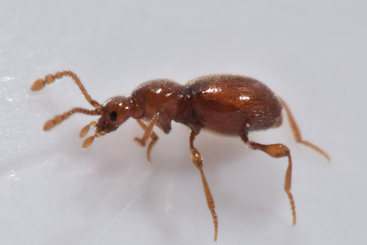 Scydmaenidae: Scydmaenus sp. , Natura Mediterraneo | Forum Naturalistico
