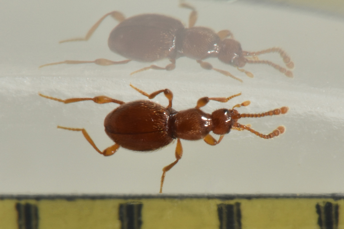 Scydmaenidae: Scydmaenus sp. , Natura Mediterraneo | Forum Naturalistico