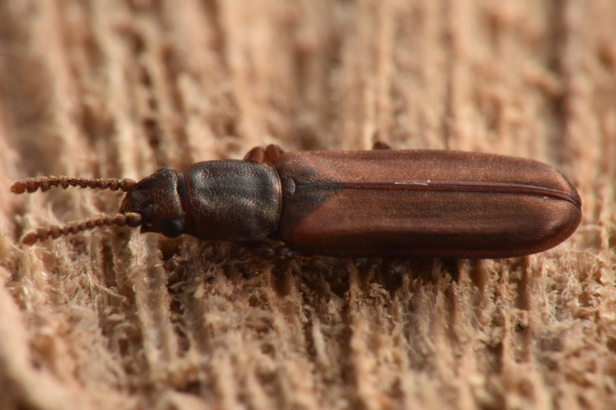 Cucujidae: Pediacus dermestoides , Natura Mediterraneo | Forum ...