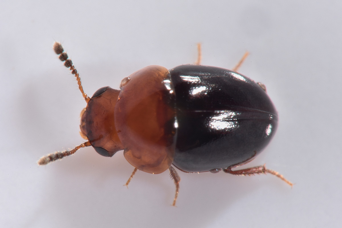 Leiodidae: Agathidium sp? Sì, Agathidium (Neoceble) nigripenne , Natura ...