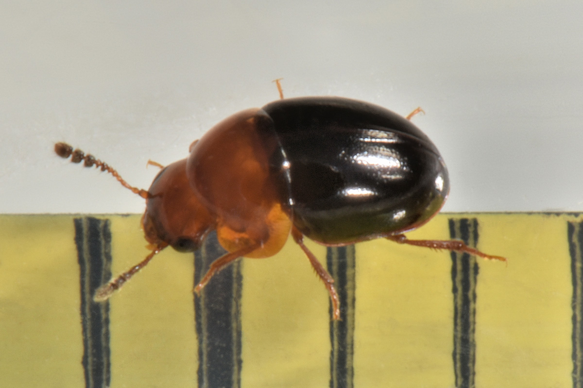 Leiodidae: Agathidium sp? Sì, Agathidium (Neoceble) nigripenne , Natura ...