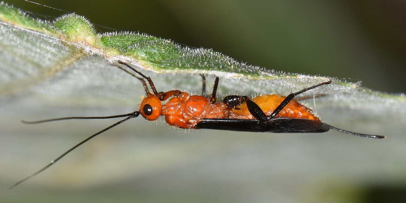 Braconidae , Natura Mediterraneo | Forum Naturalistico