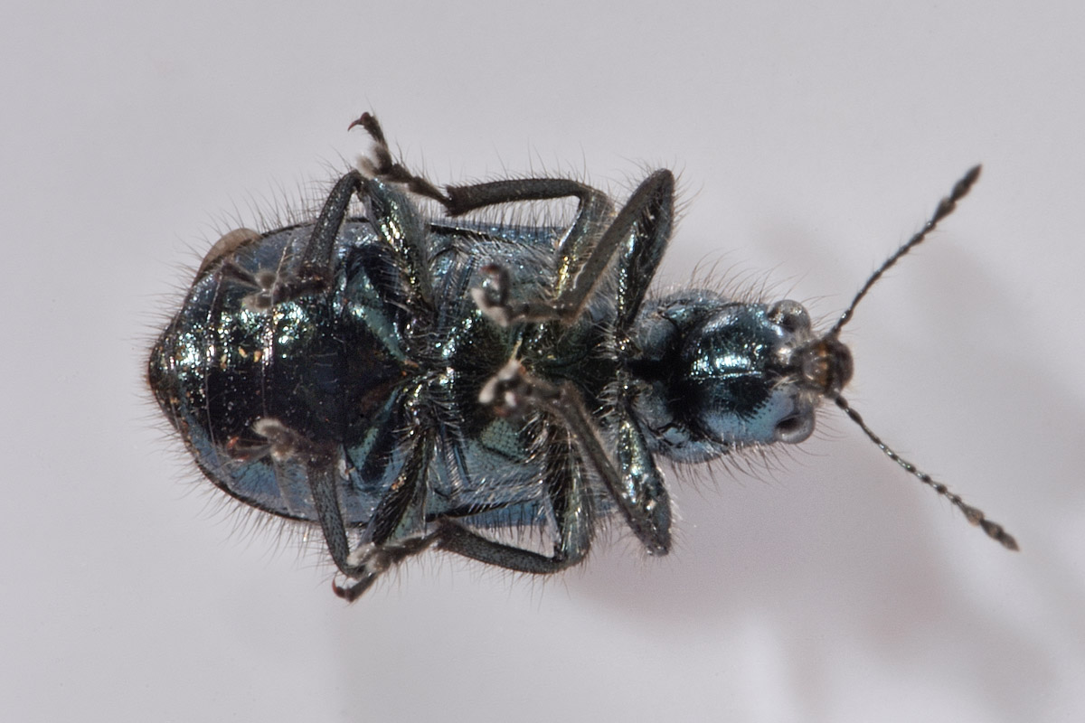 Attelabidae?.... Rhynchitidae: Lasiorhynchites cavifrons , Natura ...