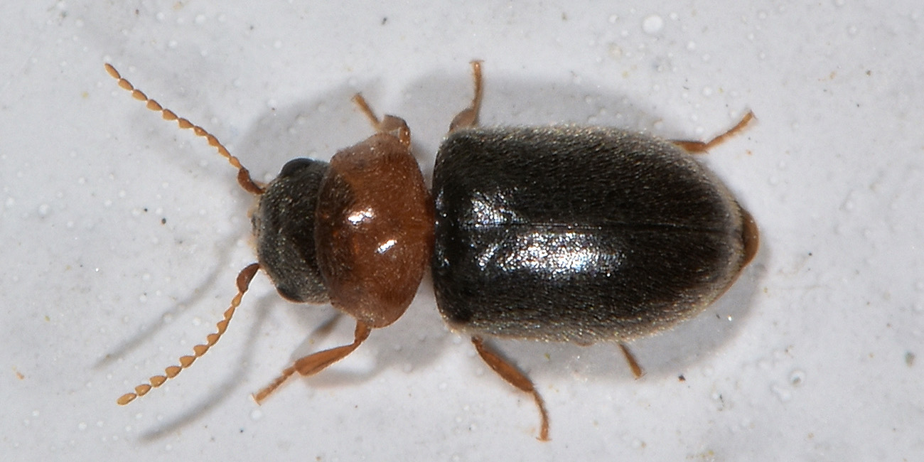 Anobiidae Ptininae: Lasioderma thoracicum (cfr.) , Natura Mediterraneo ...