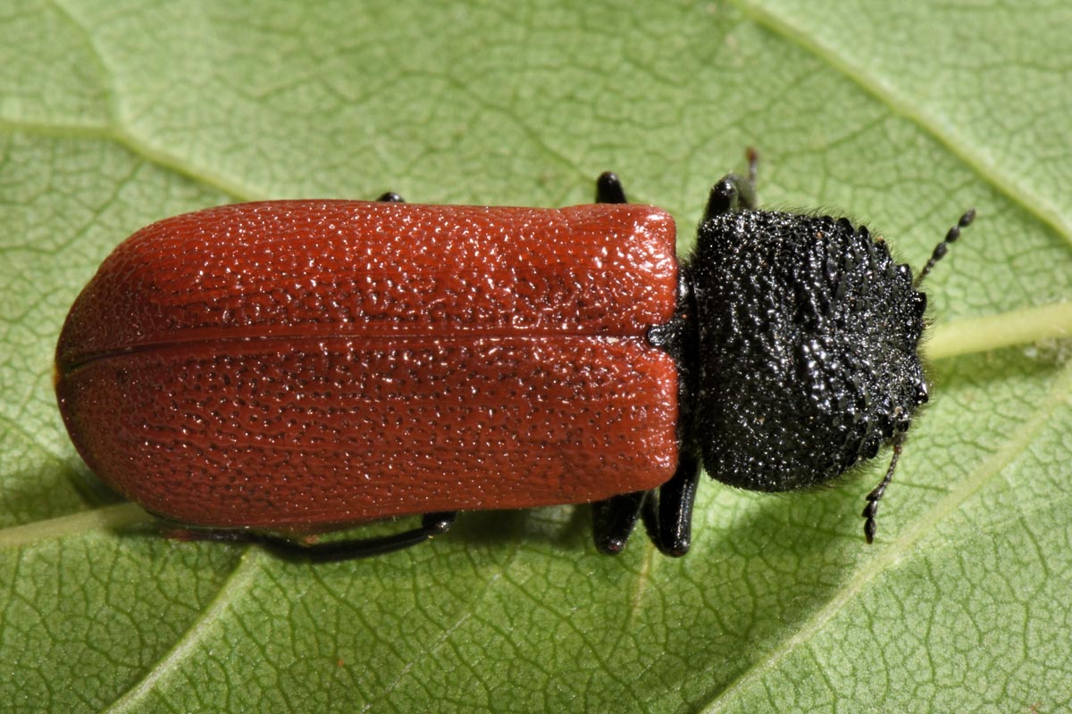 Bostrichidae: Bostrichus capucinus , Natura Mediterraneo | Forum ...