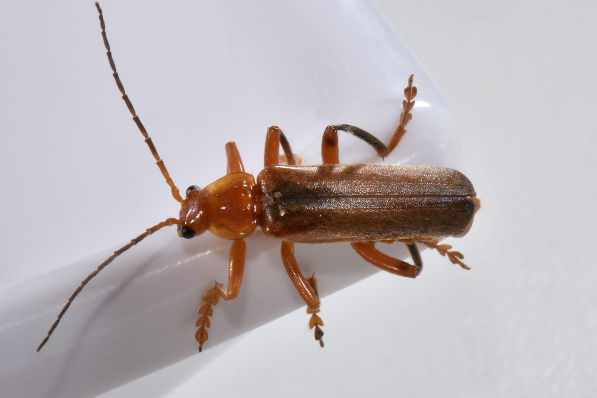 Cantharidae: Cantharis sp.?...Cantharis gr. pallida , Natura ...
