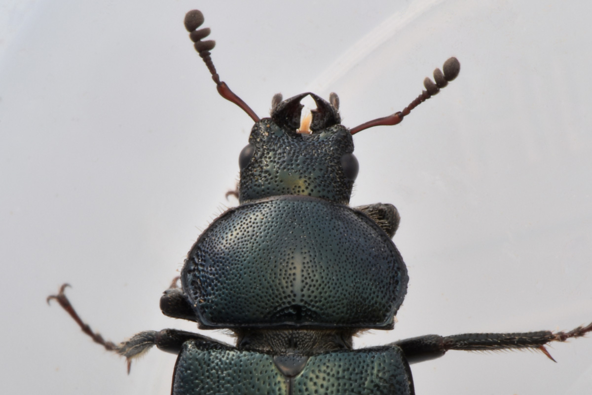 Lucanidae: Platycerus caraboides, femmina , Natura Mediterraneo | Forum ...