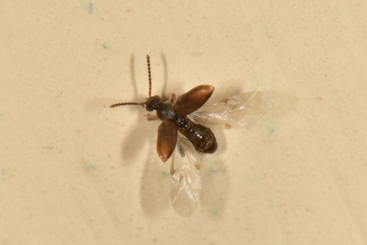 Aderidae: Otolelus pruinosus? , Natura Mediterraneo | Forum Naturalistico