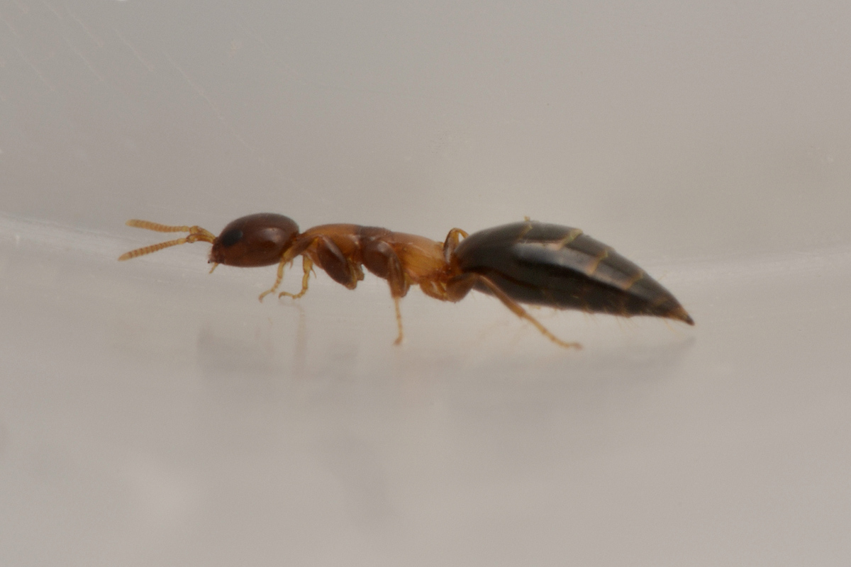 Bethylidae: Sclerodermus sp. , Natura Mediterraneo | Forum Naturalistico