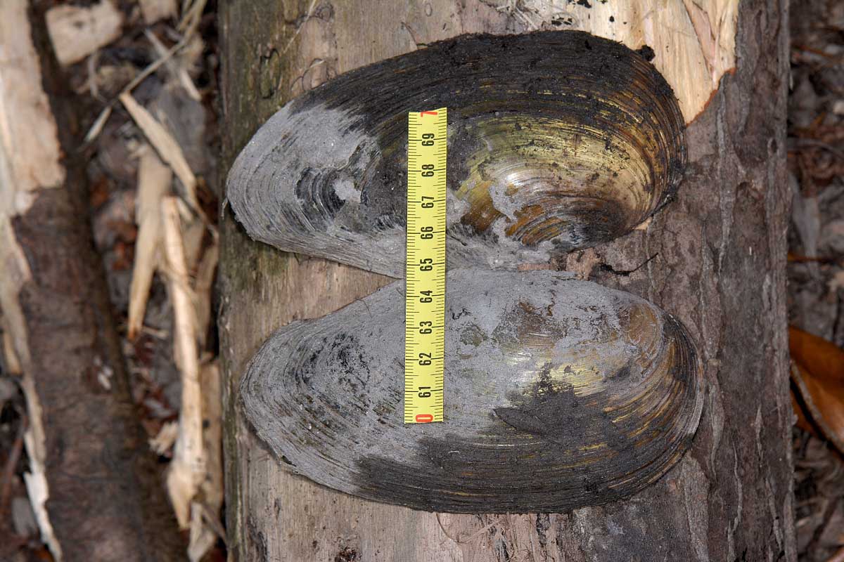 Unionidae: Unio sp? No, Anodonta cfr. cygnea , Natura Mediterraneo ...