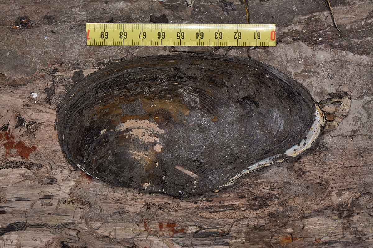 Unionidae: Unio sp? No, Anodonta cfr. cygnea , Natura Mediterraneo ...