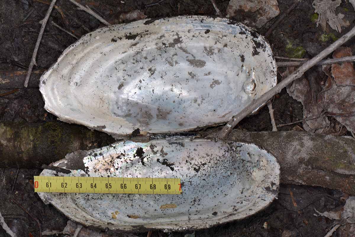 Unionidae: Unio sp? No, Anodonta cfr. cygnea , Natura Mediterraneo ...