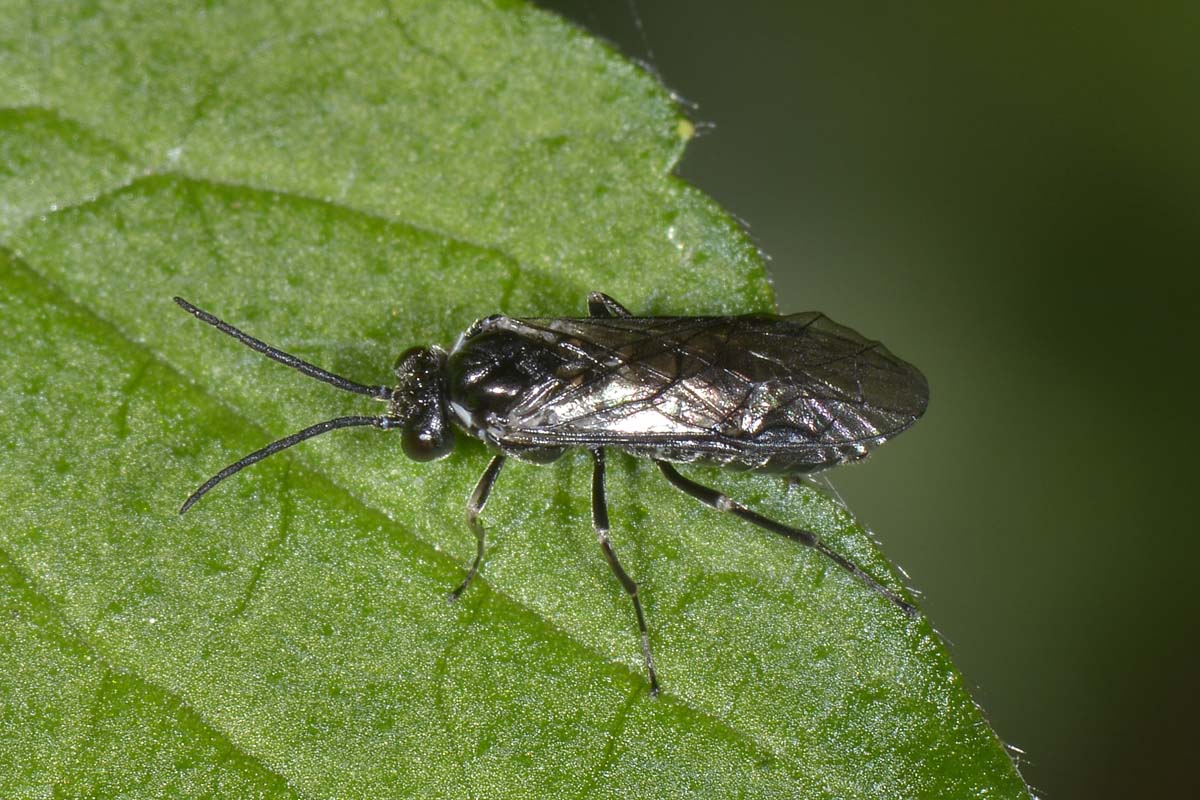 Tenthredinidae N° 5: Blennocampinae , Natura Mediterraneo | Forum ...