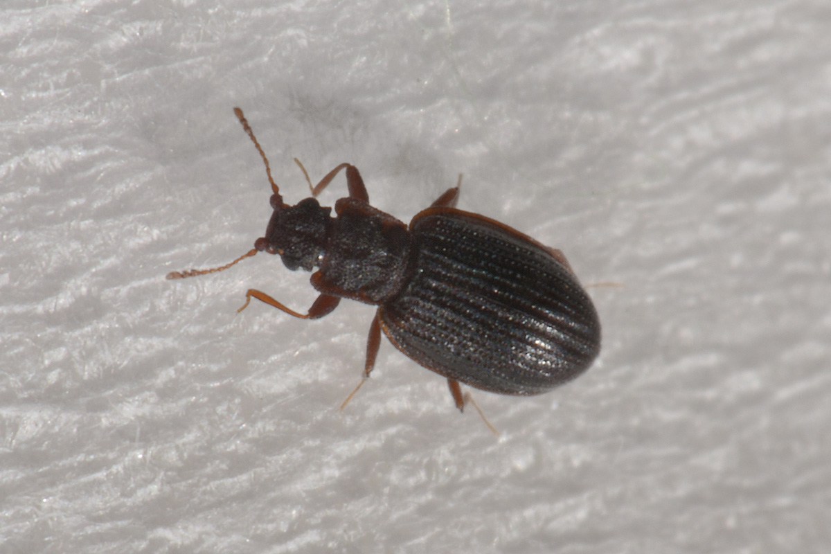 Latridiidae: Stephostethus sp? , Natura Mediterraneo | Forum Naturalistico