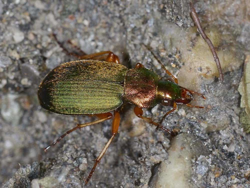 Chlaeniellus nitidulus , Natura Mediterraneo | Forum Naturalistico