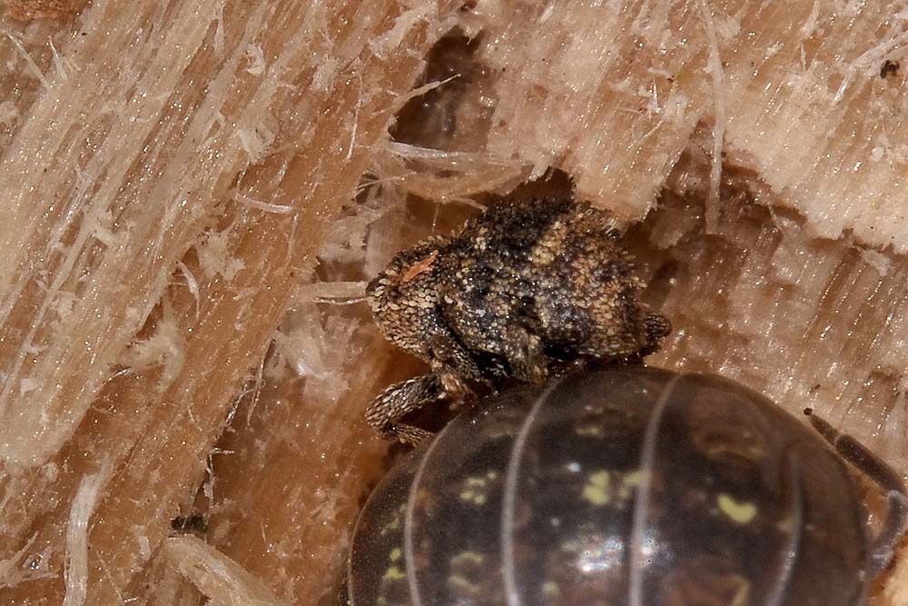 Nanophyes brevis (Nanophyidae) e Acalles parvulus temperei ...