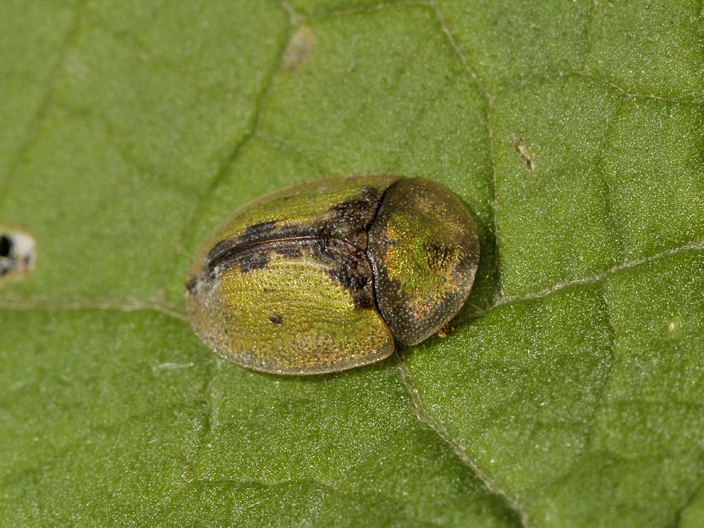 Cassida vibex , Natura Mediterraneo | Forum Naturalistico