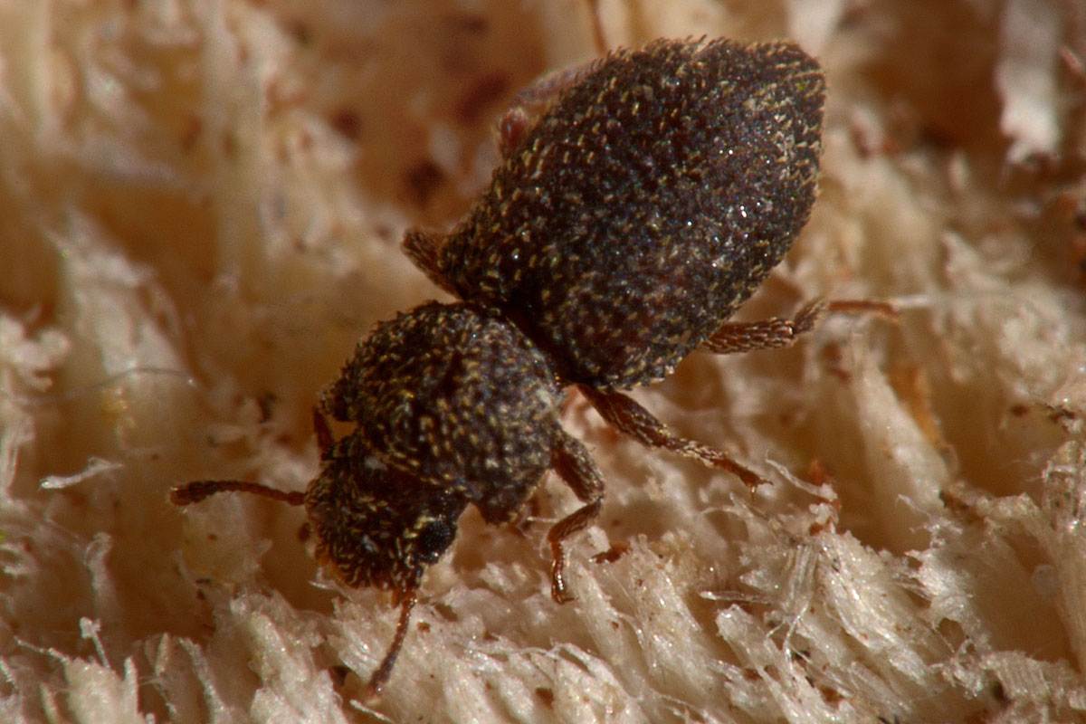 Zopheridae: Coxelus pictus , Natura Mediterraneo | Forum Naturalistico