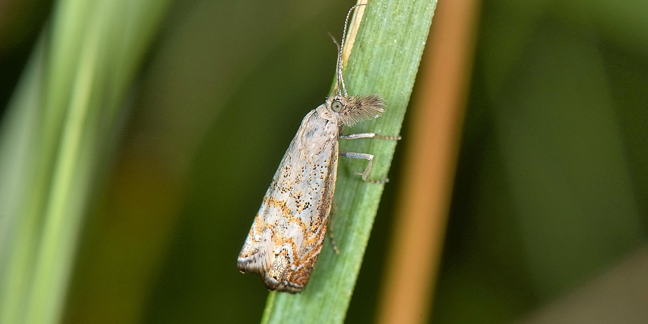 Crambidae? Sì: Platytes cerussella , Natura Mediterraneo | Forum ...