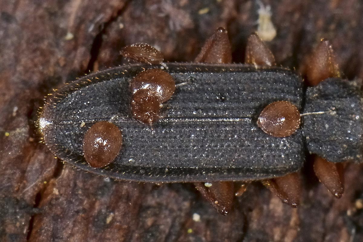 Uropodidae? , Natura Mediterraneo | Forum Naturalistico