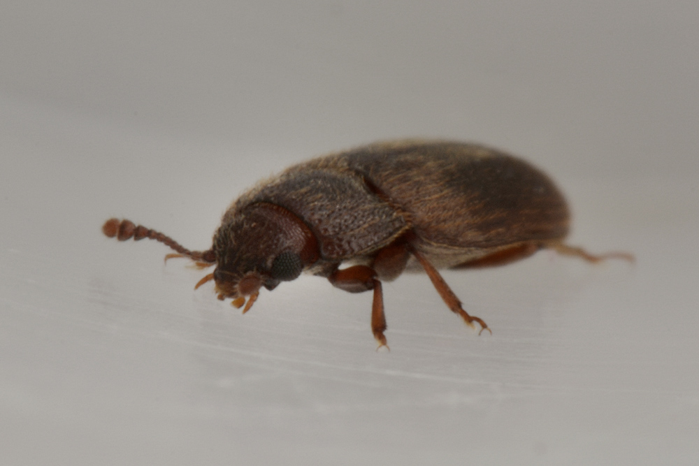 Diplocoelus fagi - Biphyllidae , Natura Mediterraneo | Forum Naturalistico