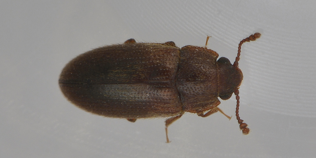 Diplocoelus fagi - Biphyllidae , Natura Mediterraneo | Forum Naturalistico