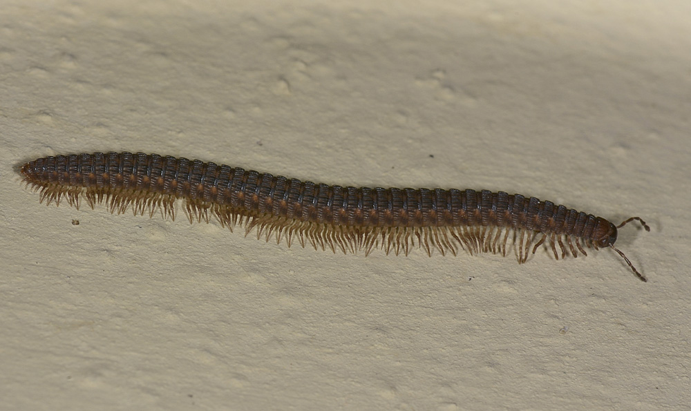 Callipus foetidissimus (Callipodida) , Natura Mediterraneo | Forum ...