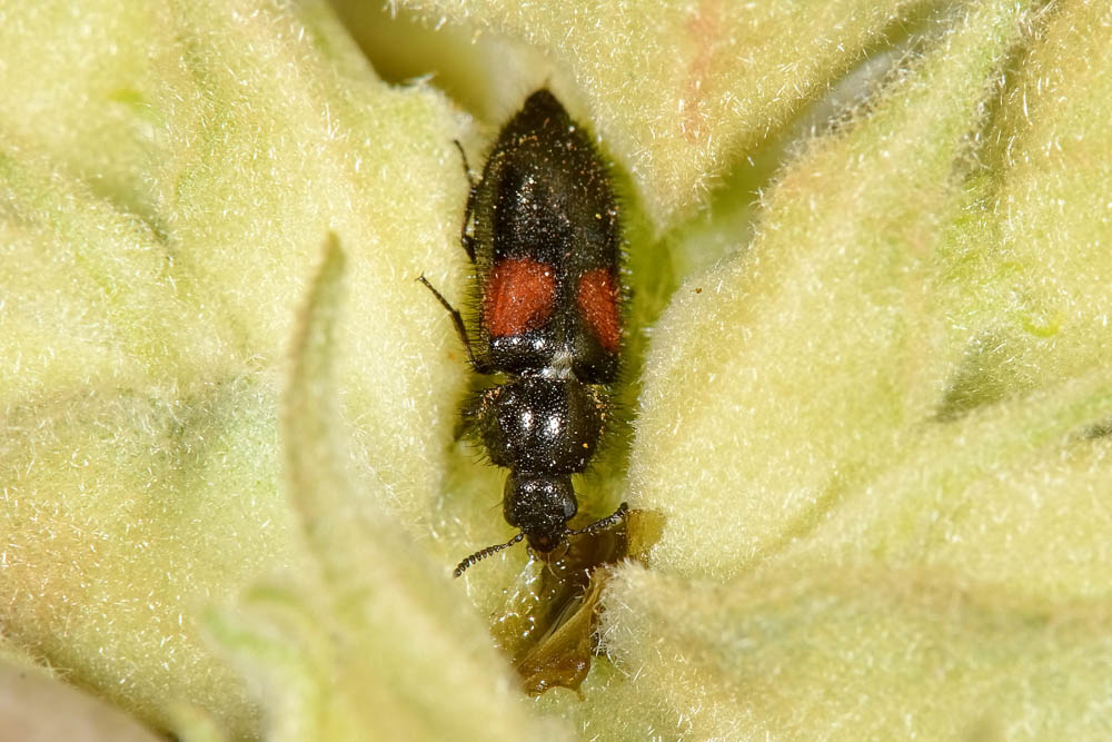 Dasytidae: Divales bipustulatus? Sì ! , Natura Mediterraneo | Forum ...