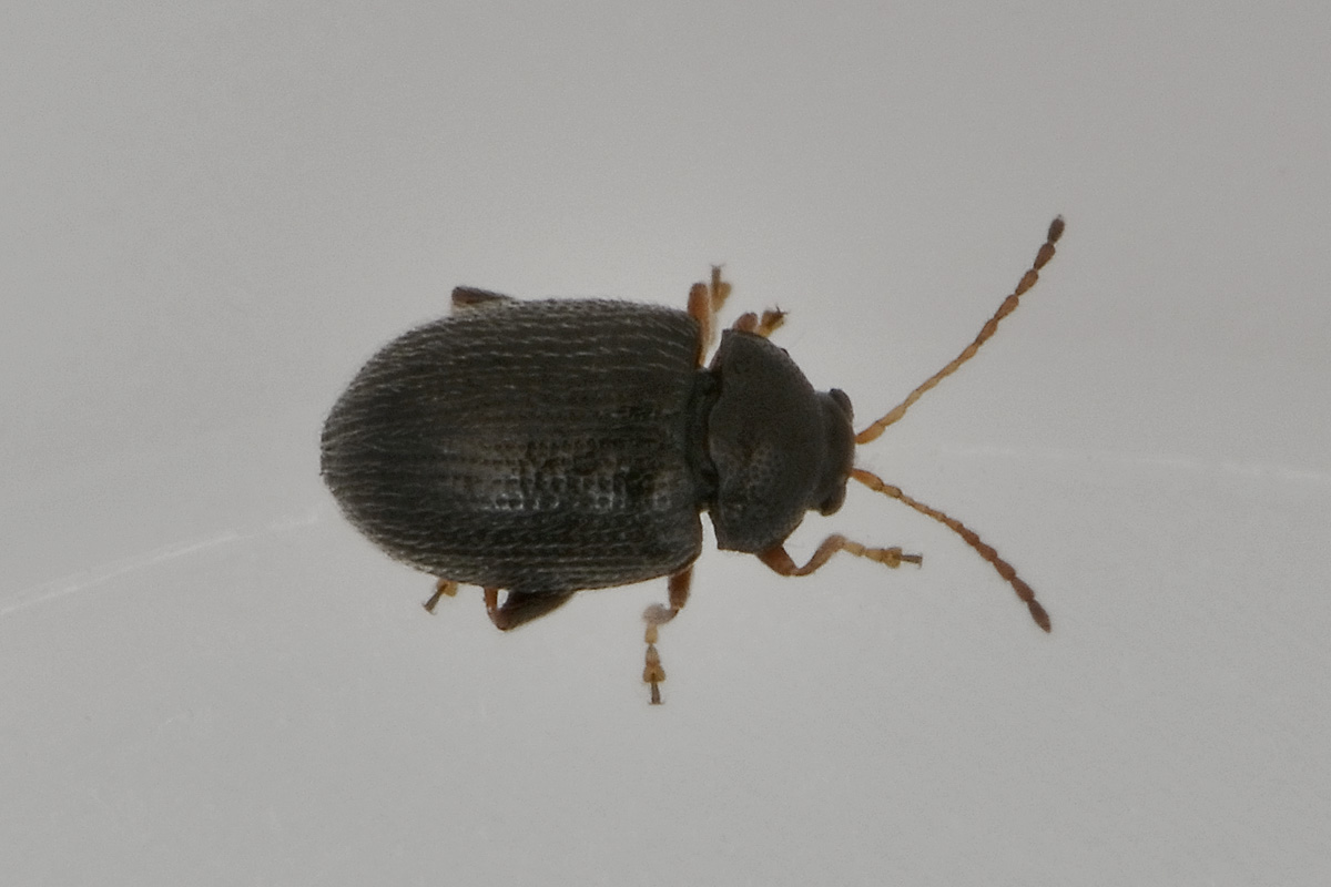 Epitrix pubescens, Chrysomelidae , Natura Mediterraneo | Forum ...
