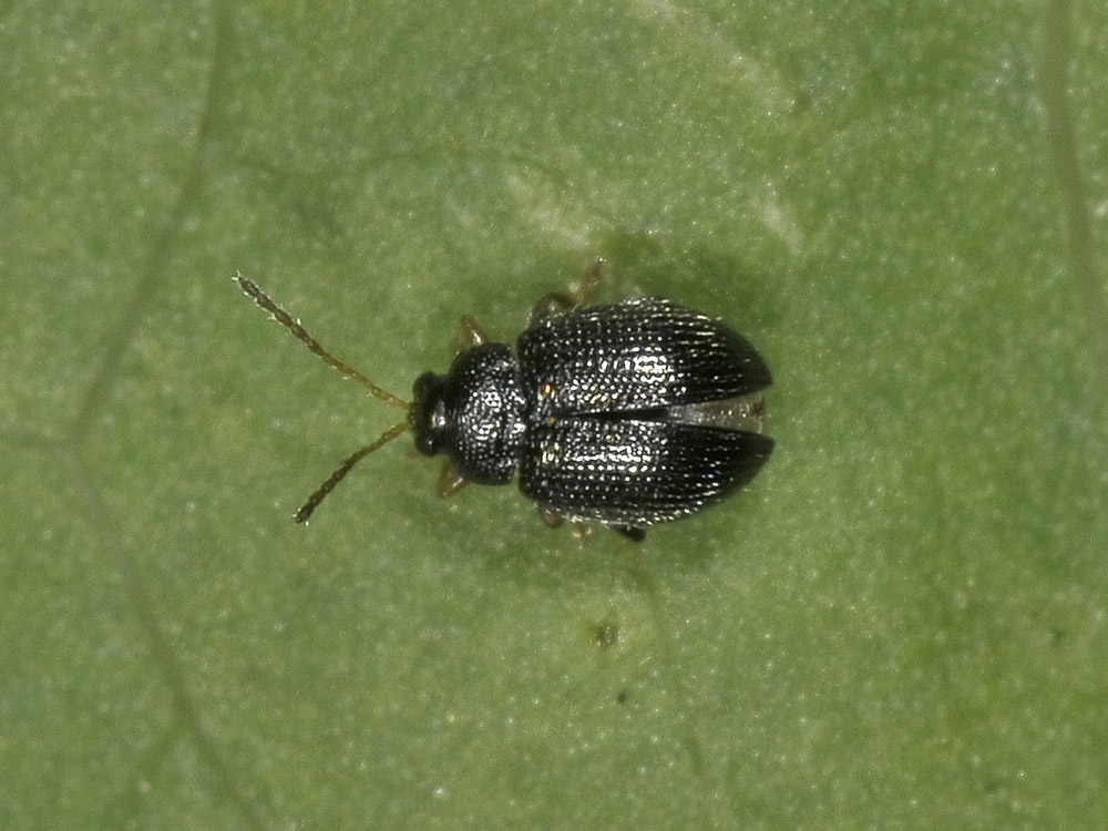 Epitrix pubescens, Chrysomelidae , Natura Mediterraneo | Forum ...