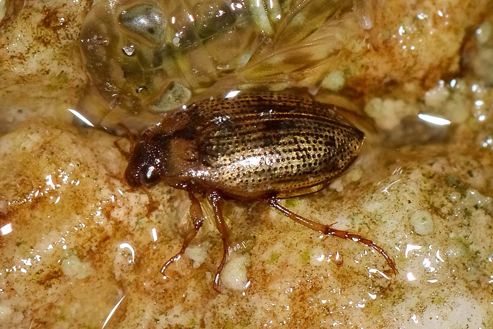 Haliplus (Neohaliplus) lineatocollis (Haliplidae) , Natura Mediterraneo ...