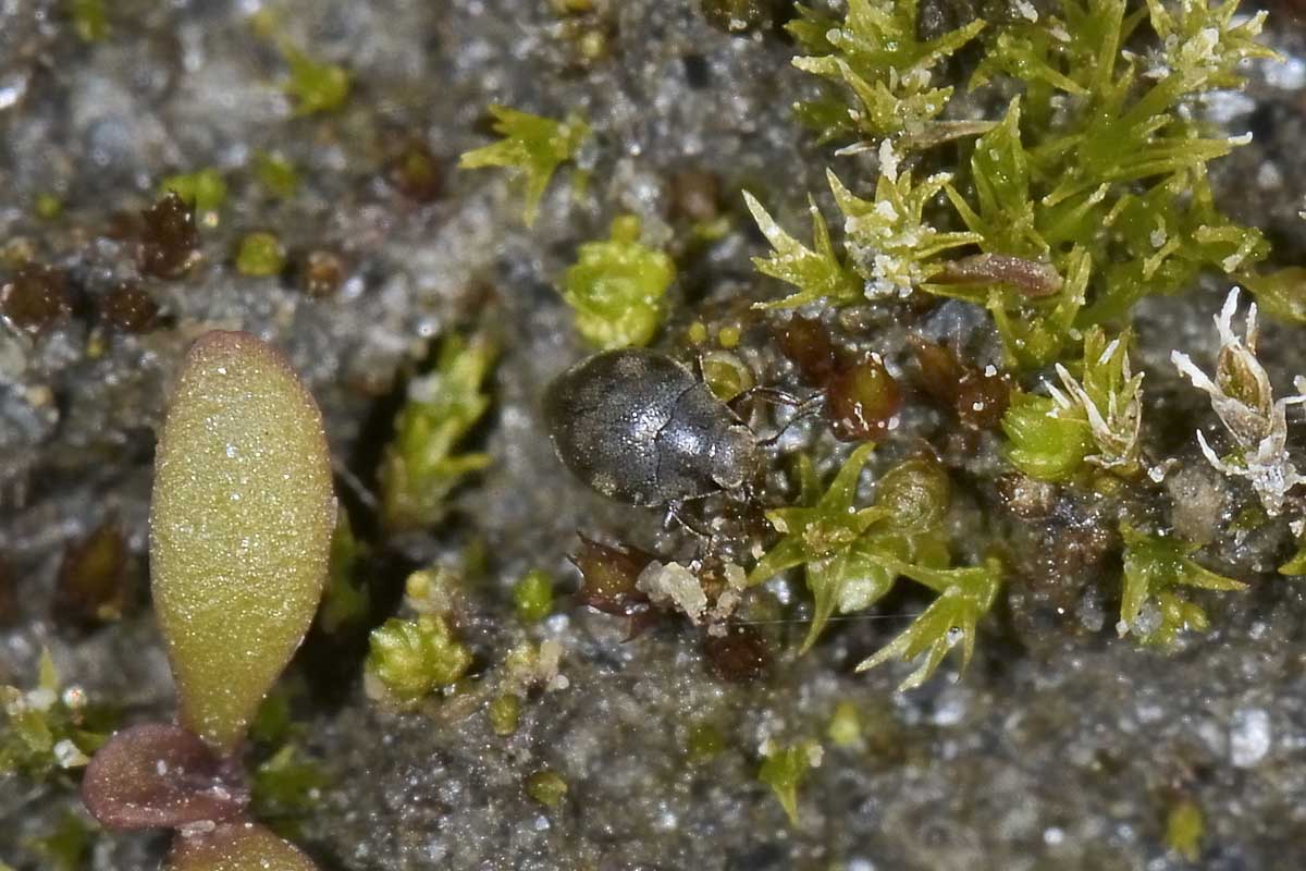 Limnichidae: Limnichus aff. incanus , Natura Mediterraneo | Forum ...