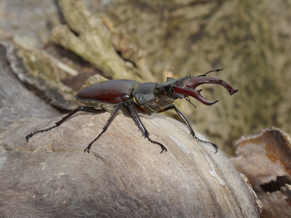 Lucanus cervus - Lucanidae , Natura Mediterraneo | Forum Naturalistico