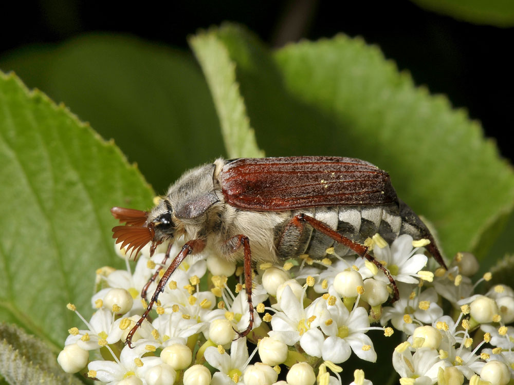 Melolontha melolontha , Natura Mediterraneo | Forum Naturalistico