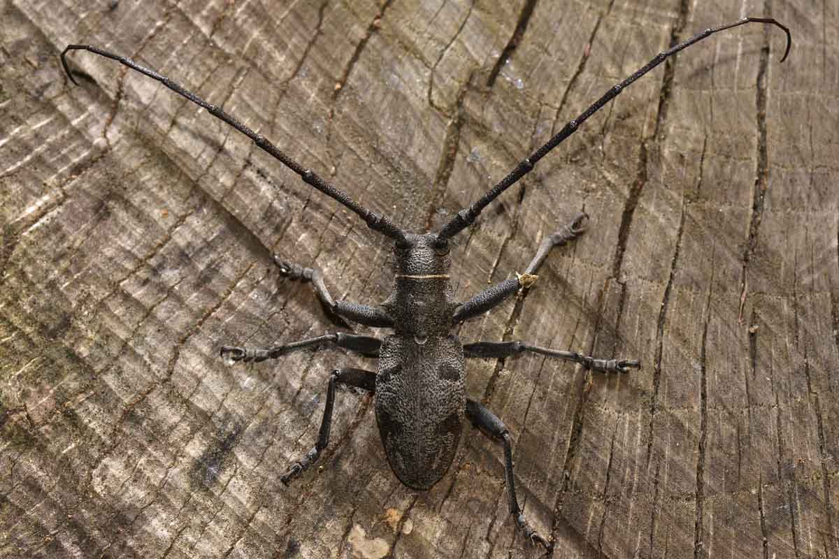 Morimus asper , Natura Mediterraneo | Forum Naturalistico