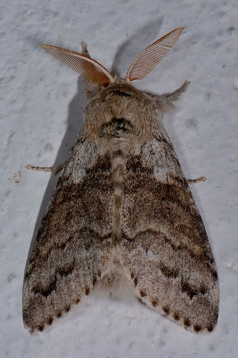 Noctuidae? No, Erebidae Lymantriinae: Calliteara pudibunda , Natura ...