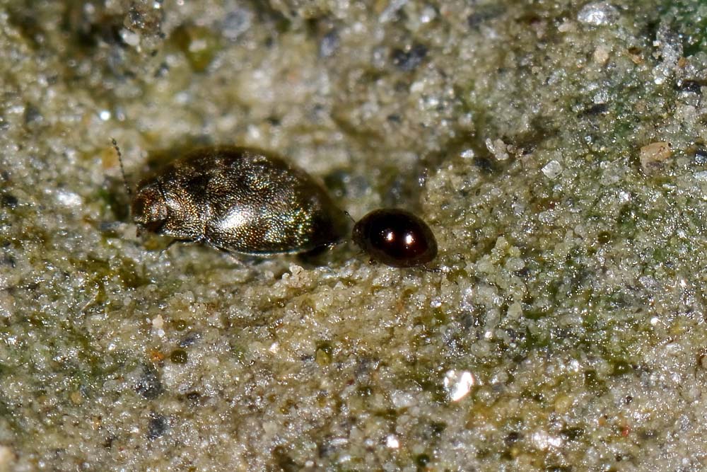 Limnichidae: Pelochares versicolor? Sì ! , Natura Mediterraneo | Forum ...