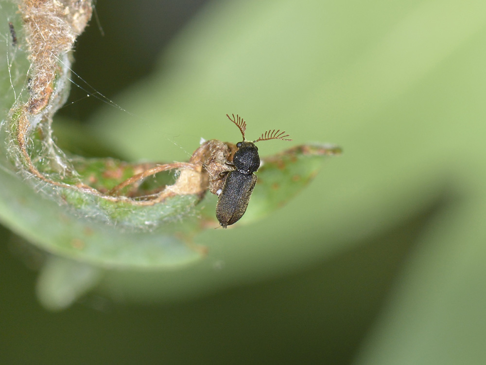Anobiidae: maschio di Ptilinus fuscus , Natura Mediterraneo | Forum ...