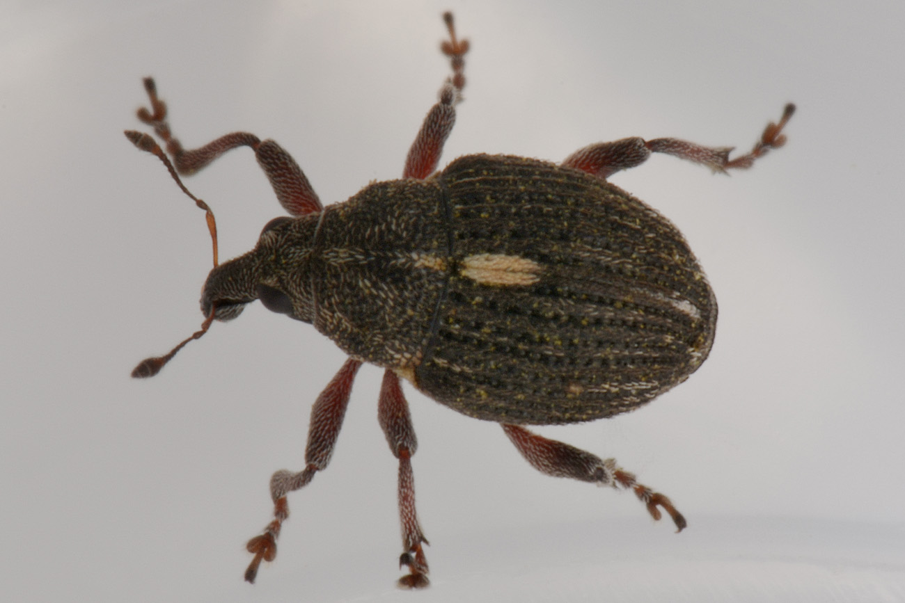 Curculionidae: Rhinoncus pericarpius? Sì, maschio , Natura Mediterraneo ...