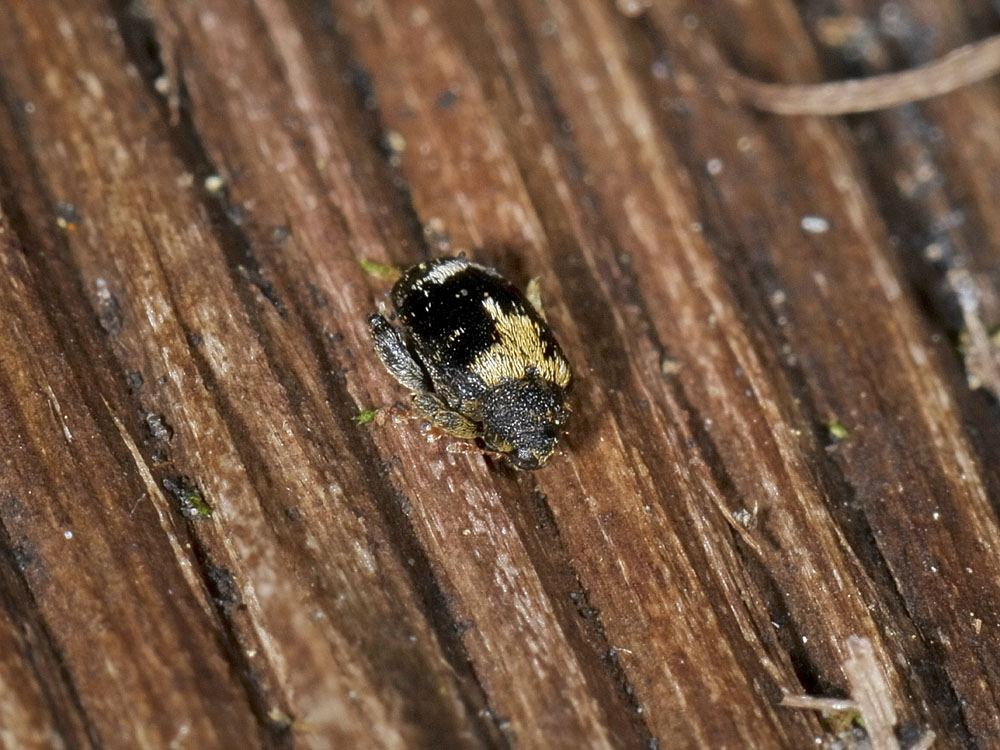 Orchestes avellanae (Curculionidae) , Natura Mediterraneo | Forum ...